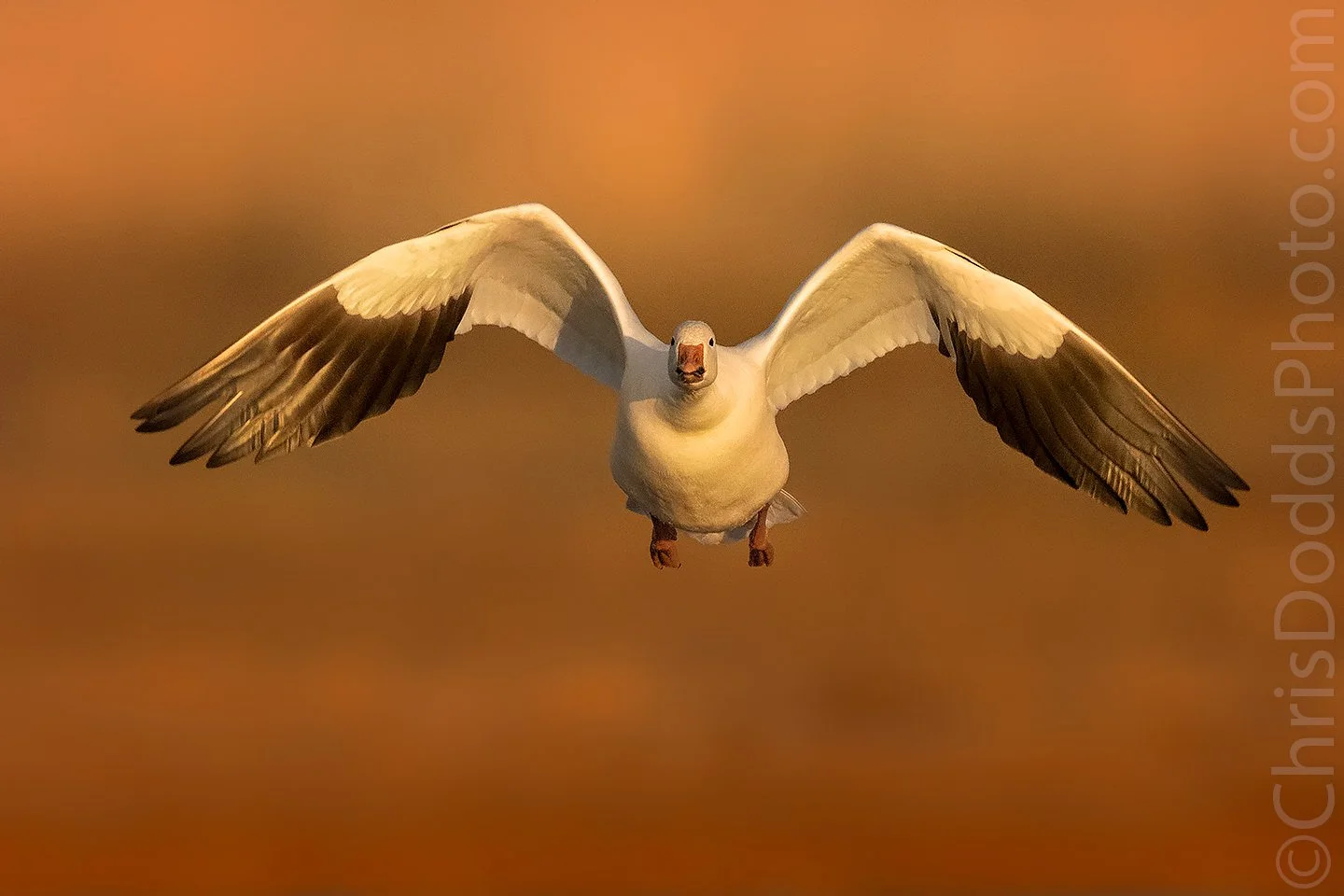 Snow Goose flying in nice light — Nature Photography Blog