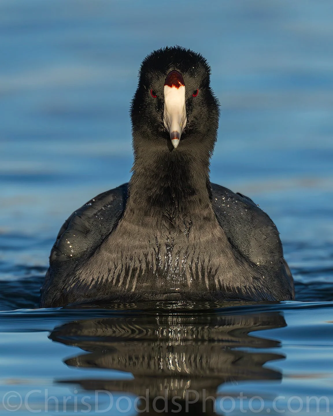 American Coot — Nature Photography Blog