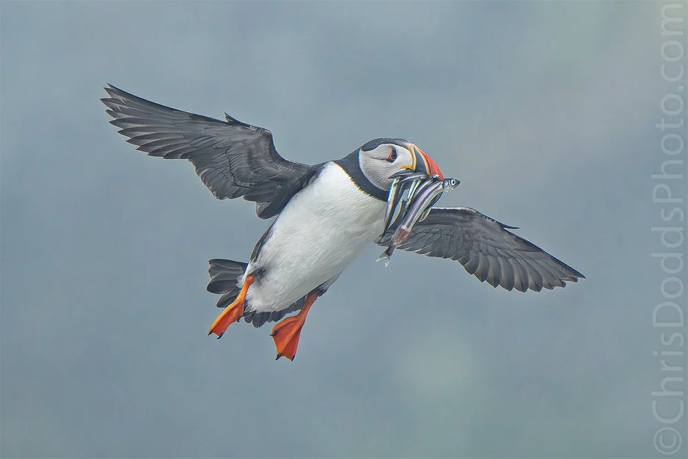 Atlantic Puffin in flight with fish in the fog — Nature Photography Blog