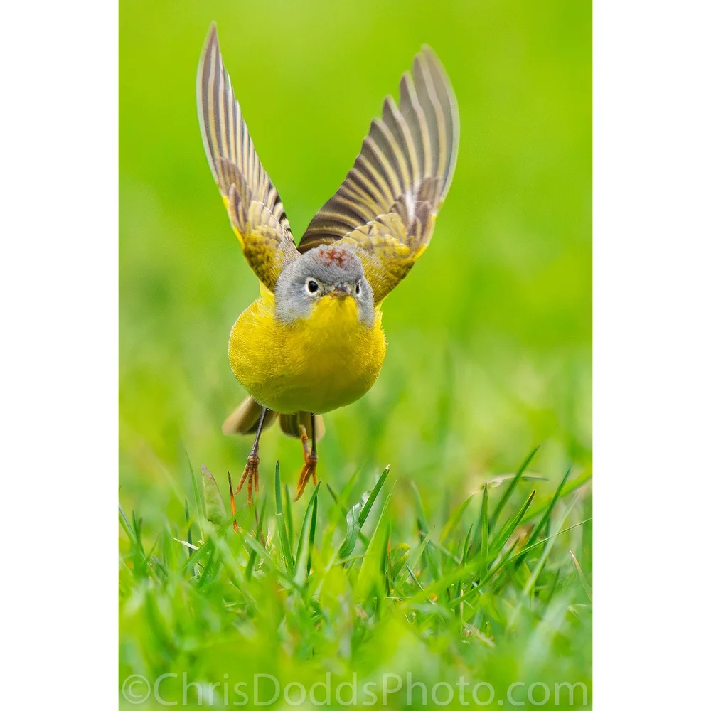 Nashville warbler in flight — Nature Photography Blog