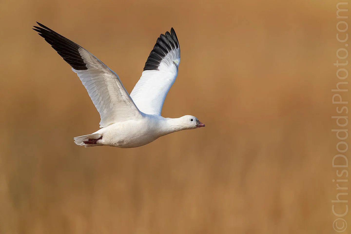 Come and see me at ProFusion Expo in Toronto — Nature Photography Blog