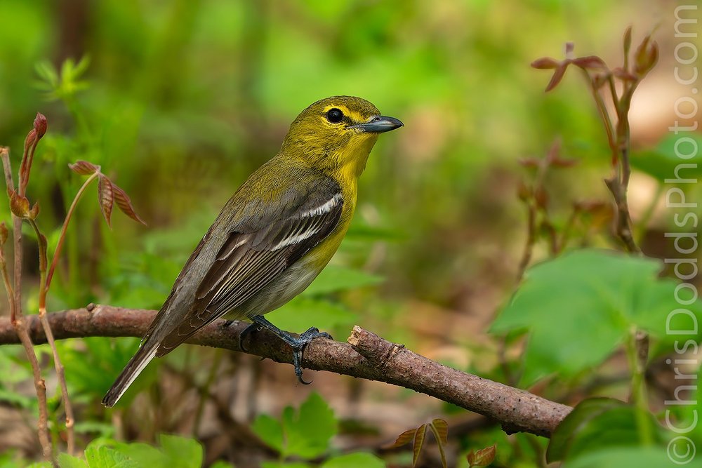 Yellow-throated Vireo — Nature Photography Blog