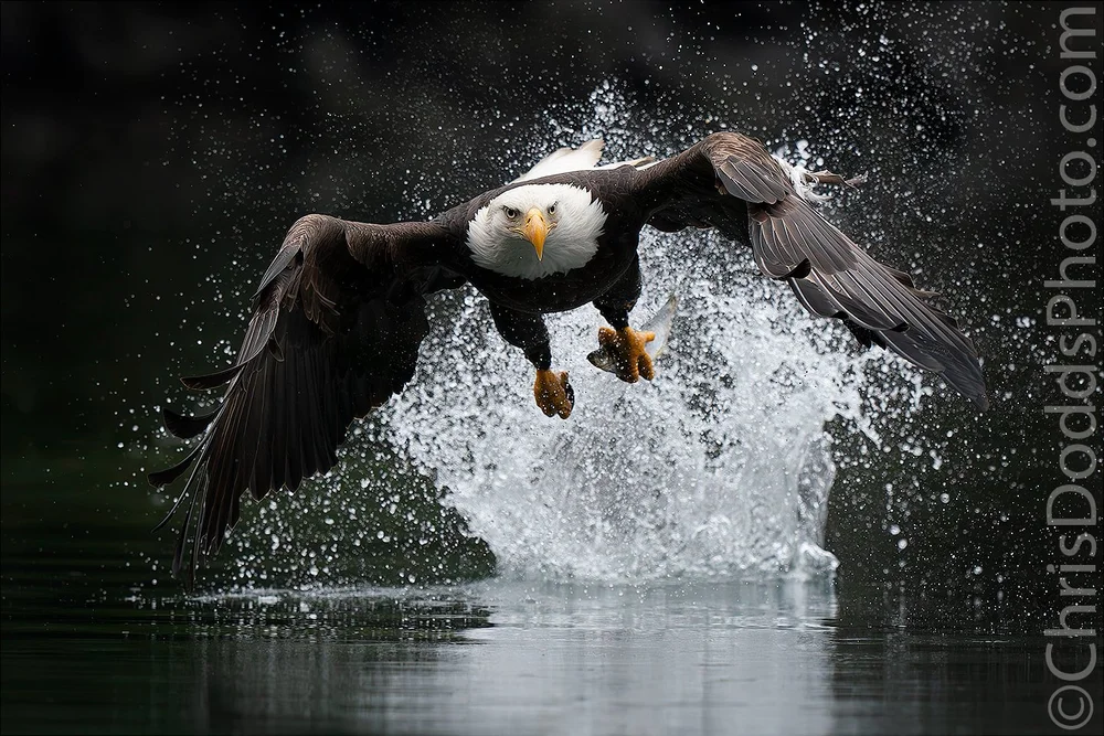 Fishing Bald Eagle Exploding Head-on with Fish — Nature Photography Blog