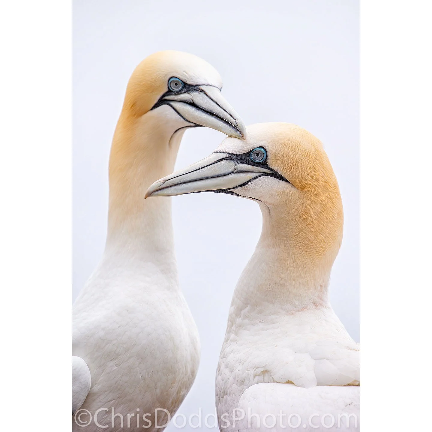 Northern Gannet love — Nature Photography Blog
