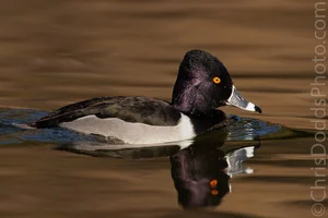 Ring-necked Duck Drake — Nature Photography Blog