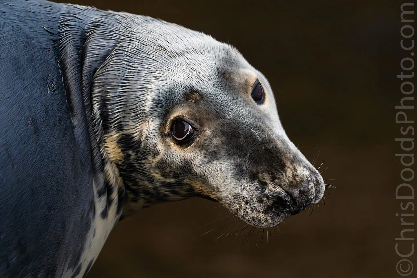Grey Seal Headshot — Nature Photography Blog