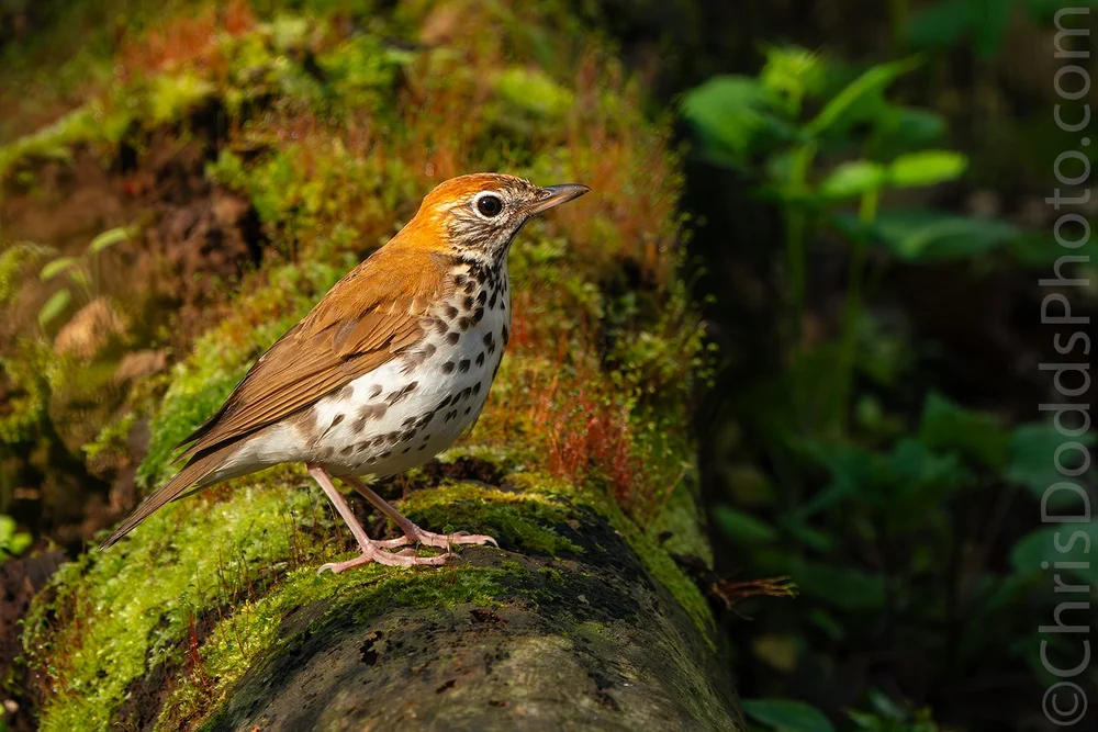 Wood Thrush — Nature Photography Blog