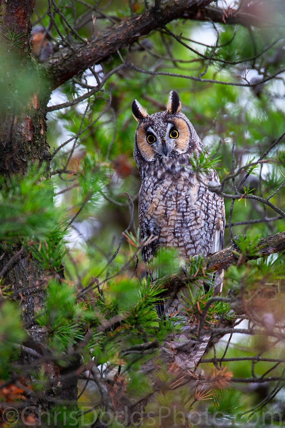 Long-eared Owl. — Nature Photography Blog