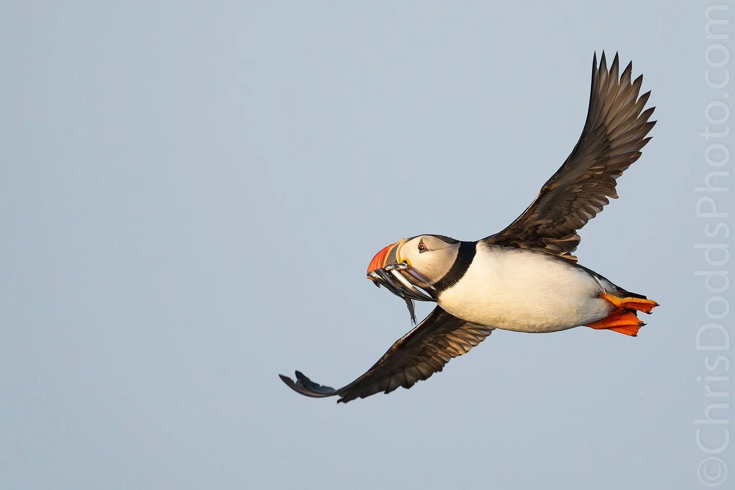 Nature Photography Blog