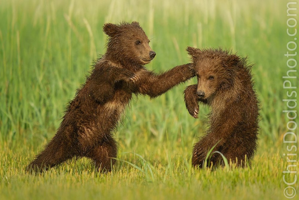 Coastal Brown (Grizzly) Bears Wrestling — Nature Photography Blog