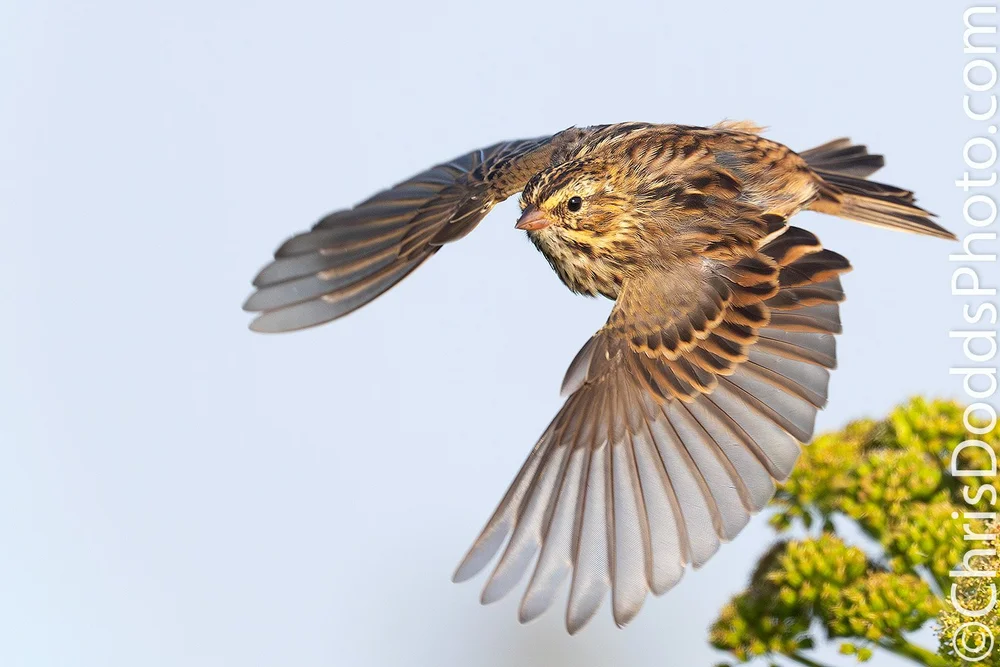 Nature Photography Blog