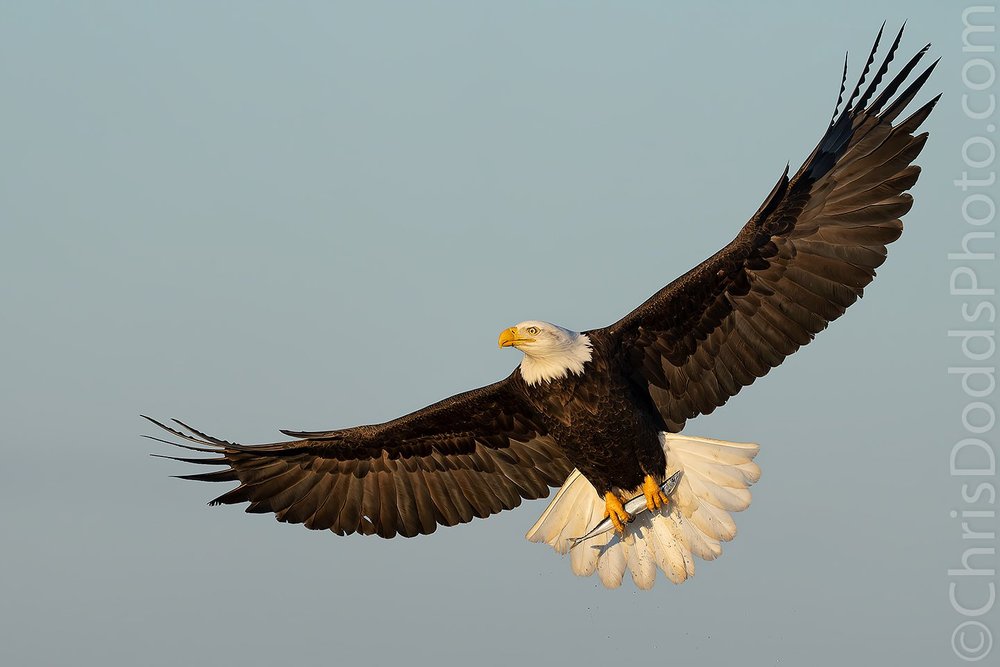 Bald Eagle in flight with prey — Nature Photography Blog