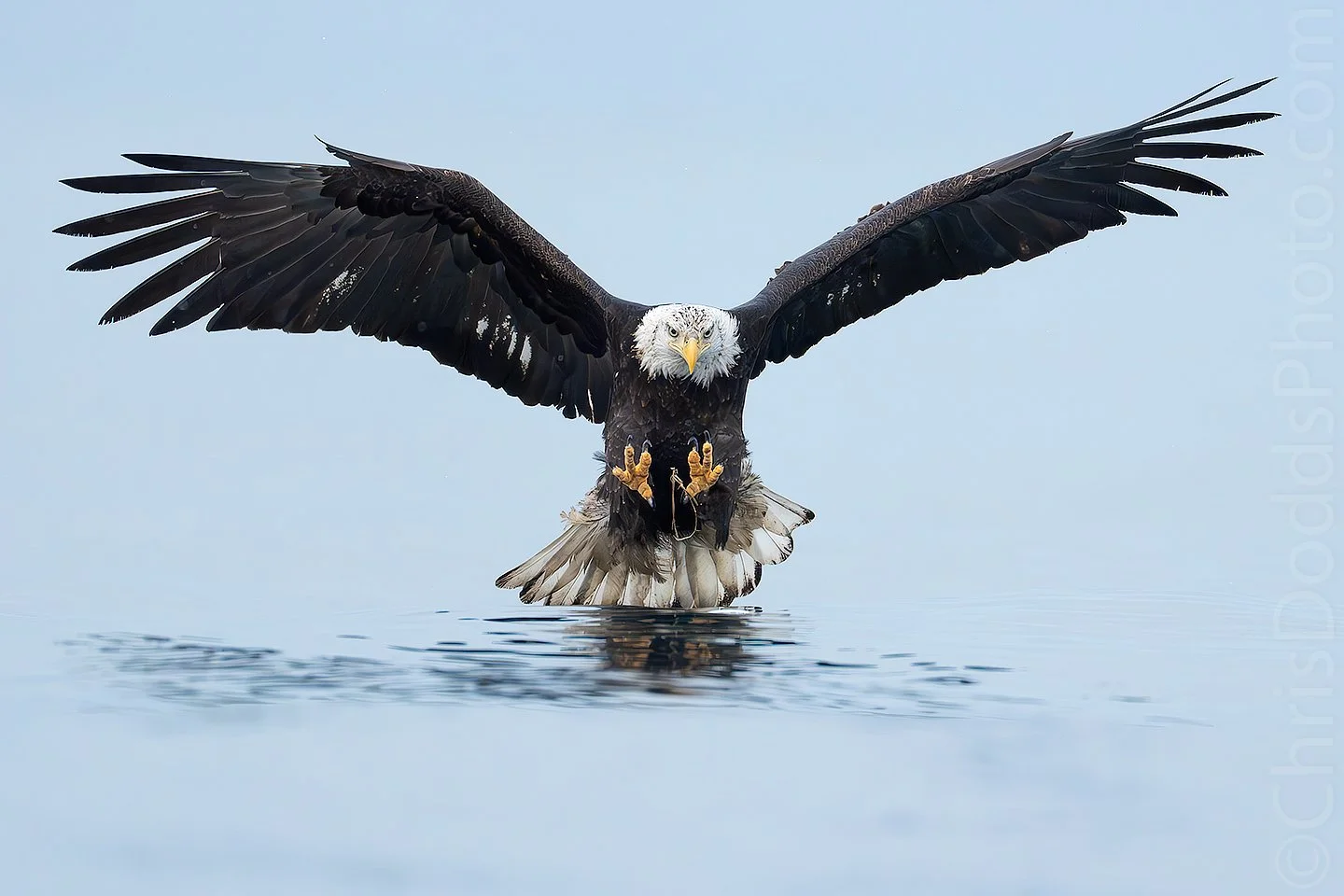 Bald Eagle About to Strike — Nature Photography Blog
