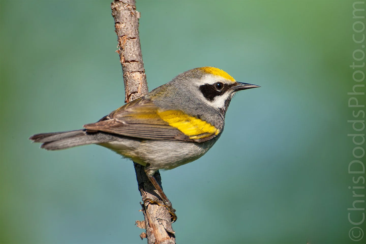 Golden-winged Warbler — Nature Photography Blog