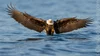 Bald Eagle The Strike — Nature Photography Blog