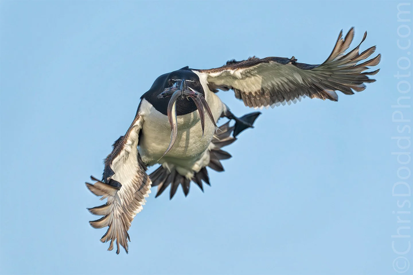 Razorbill in flight with Sand Lance — Nature Photography Blog