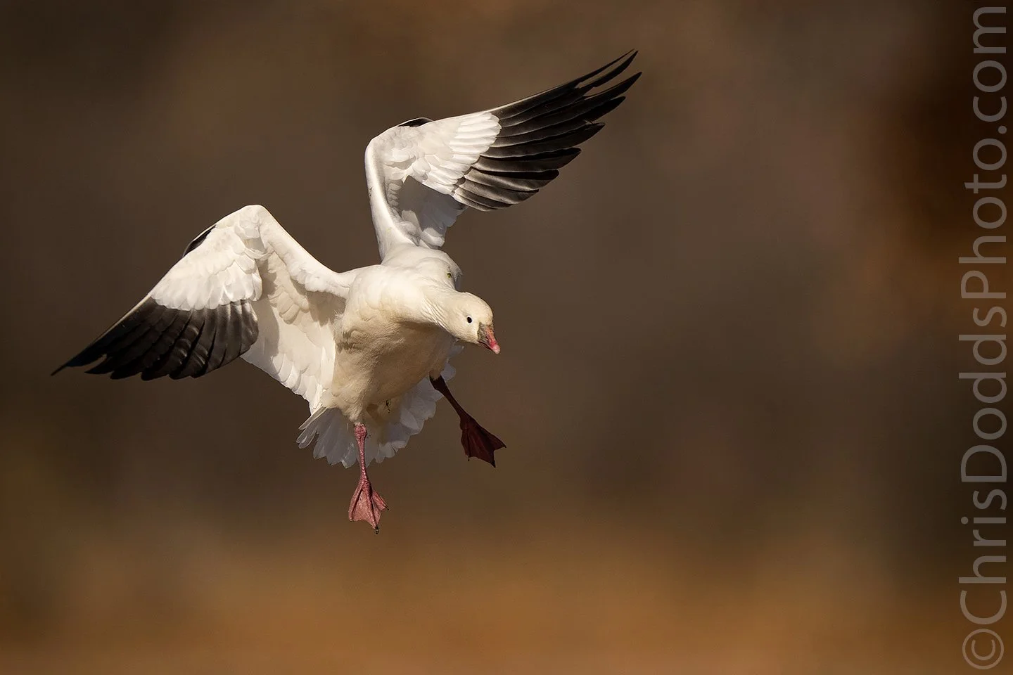 Ross's Goose — Nature Photography Blog