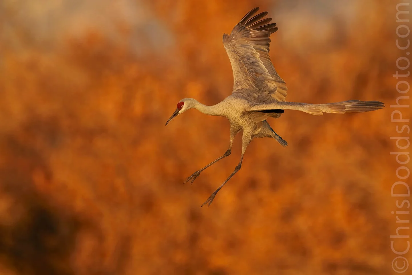 Sandhill Crane flying in golden light — Nature Photography Blog