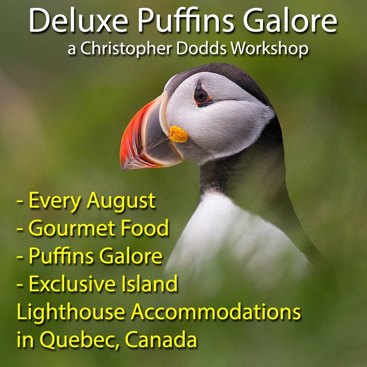 Brown (Grizzly) Spring Bear Cub or COY (Cub of the year) — Nature ...