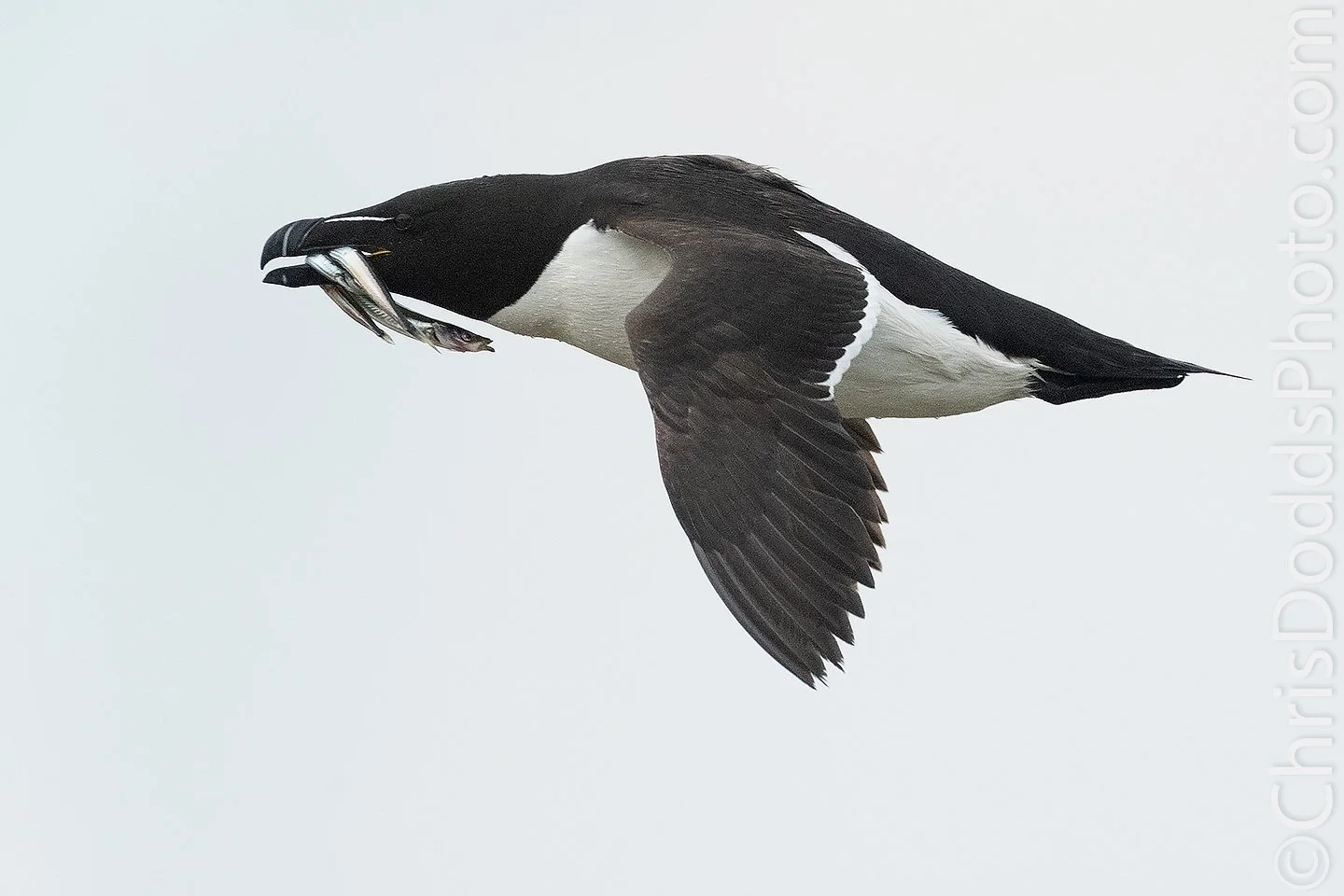 Razorbill in flight with Capelin fish — Nature Photography Blog
