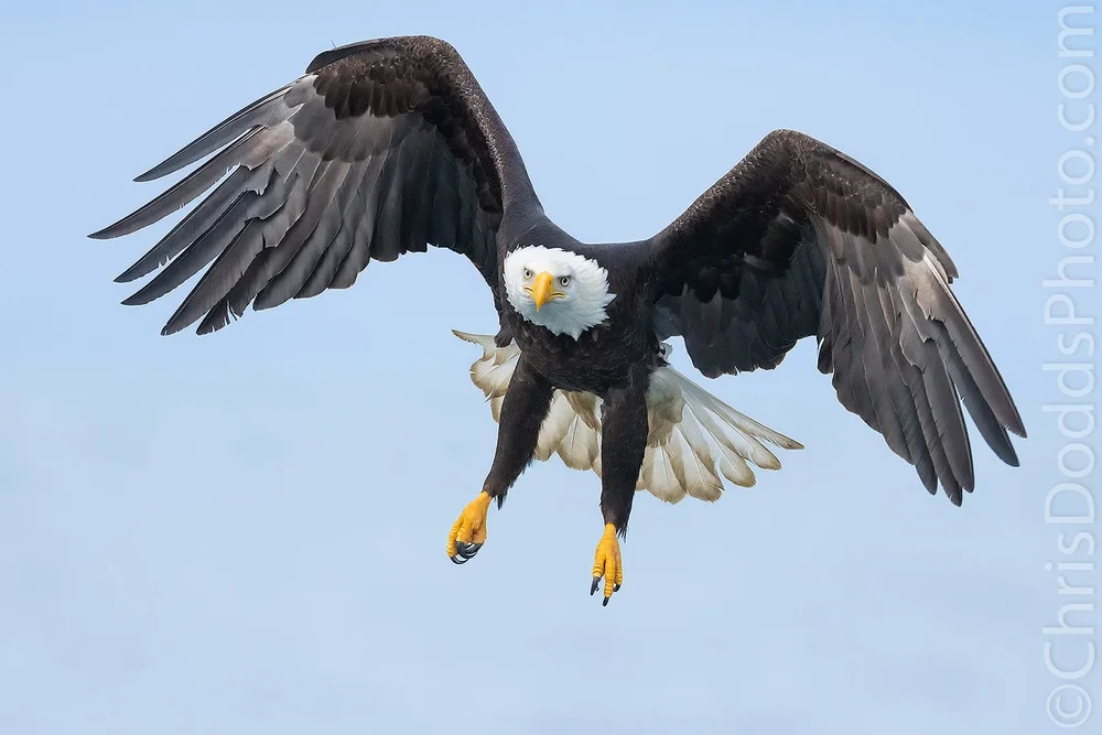 Bald Eagle stare — Nature Photography Blog