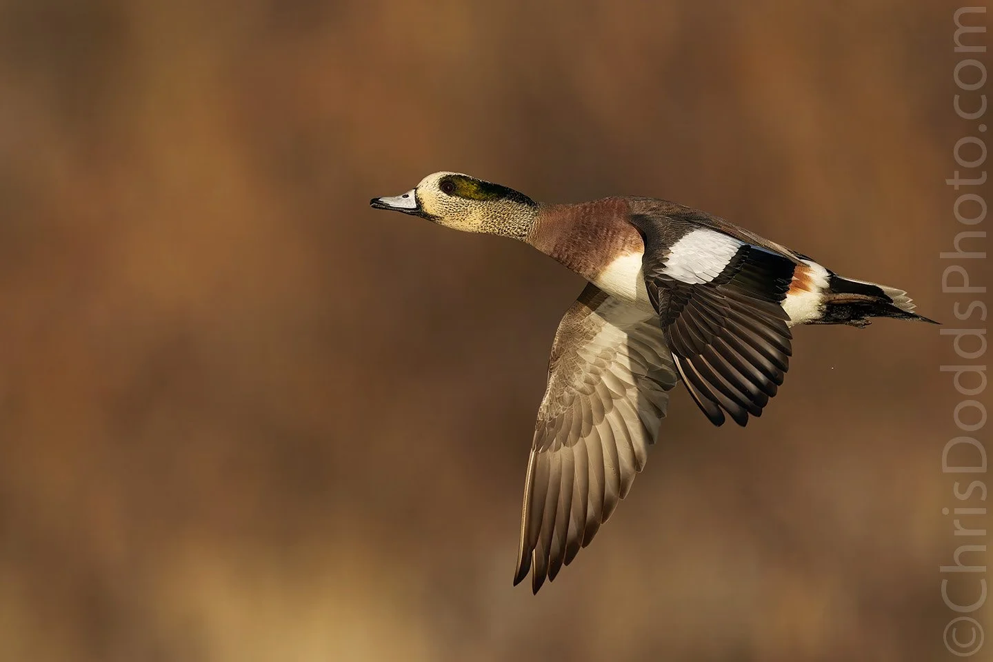 American Wigeon in Flight — Nature Photography Blog