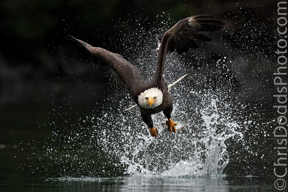 Bald Eagle Visual Impact — Nature Photography Blog