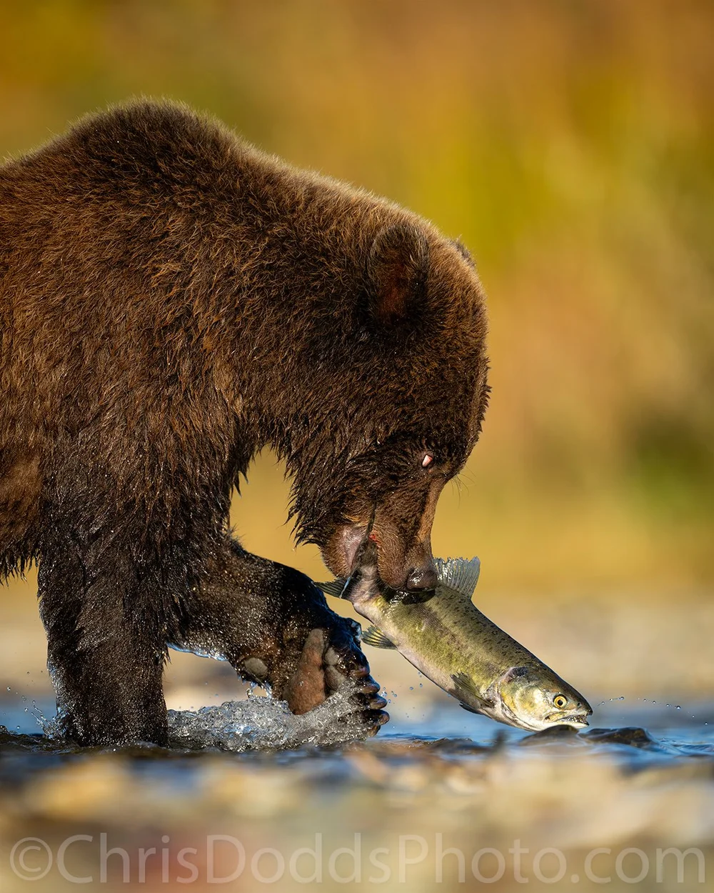 Coastal Brown Bear Cub with Salmon Dinner — Nature Photography Blog