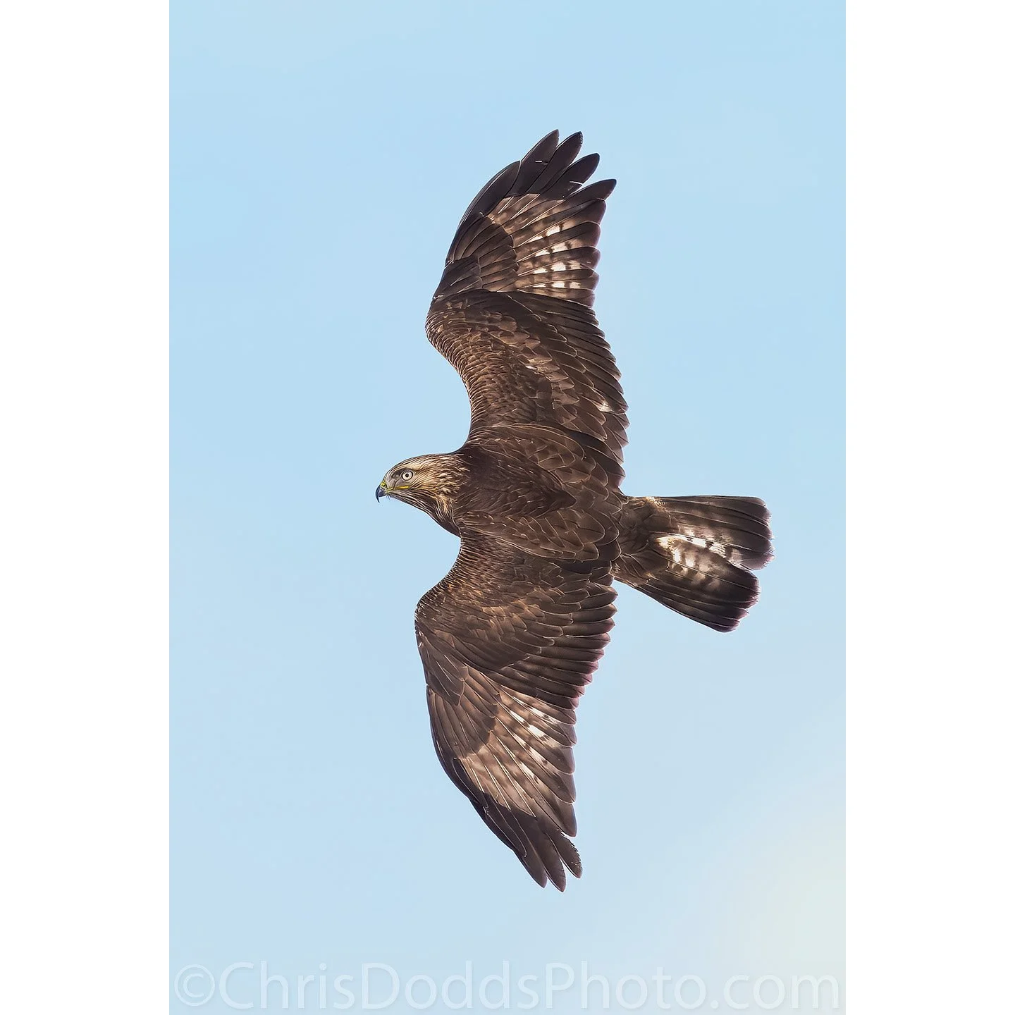 Rough-Legged Hawk in flight dorsal view — Nature Photography Blog