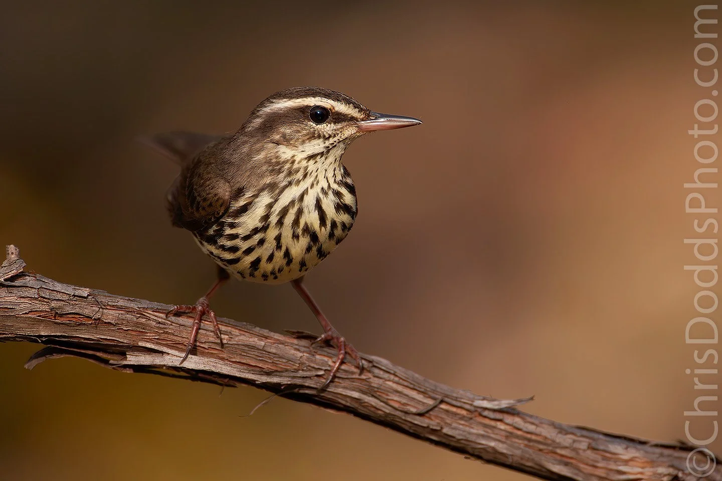 Northern Waterthrush Photography: Patience Pays Off During Spring ...