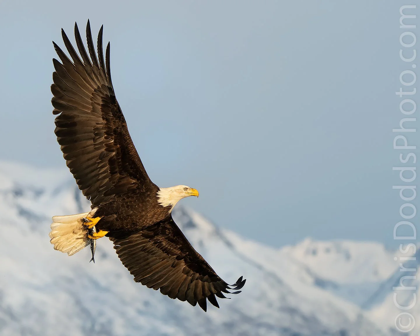 Blad Eagle with fresh catch in the mountains — Nature Photography Blog