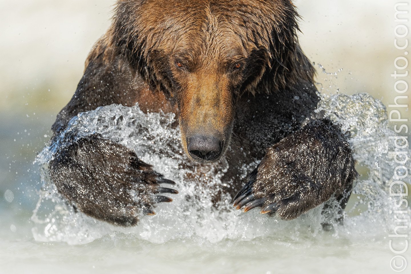 Coastal Brown (Grizzly) Bear Pouncing — Nature Photography Blog