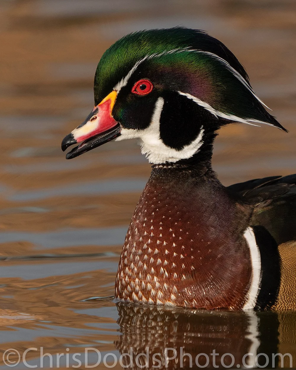 Wood Duck Portrait — Nature Photography Blog