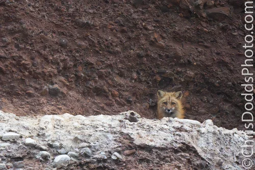 Red Fox peek-a-boo — Nature Photography Blog
