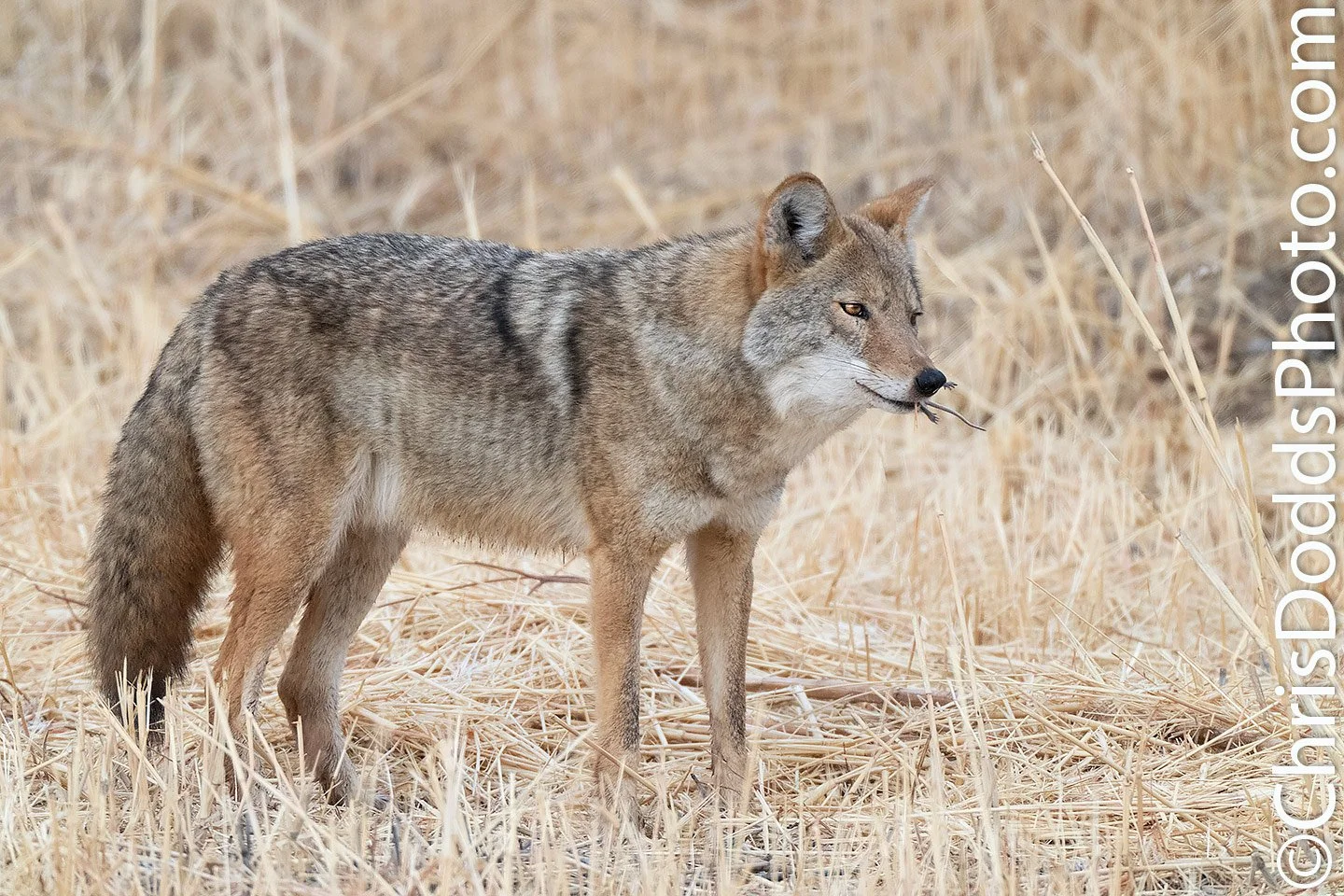 Coyote eating an endangered New Mexico meadow jumping mouse — Nature ...