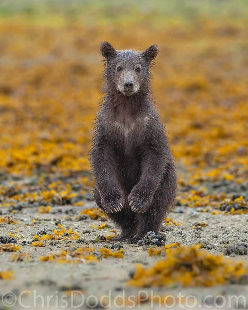 Photographing a Grizzly Bear Cub in the Rain — Katmai Alaska Wildlife ...