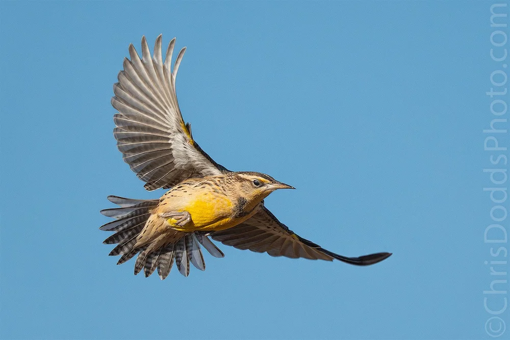 Capturing Western Meadowlarks in Flight at the Better Than Bosque Bird ...