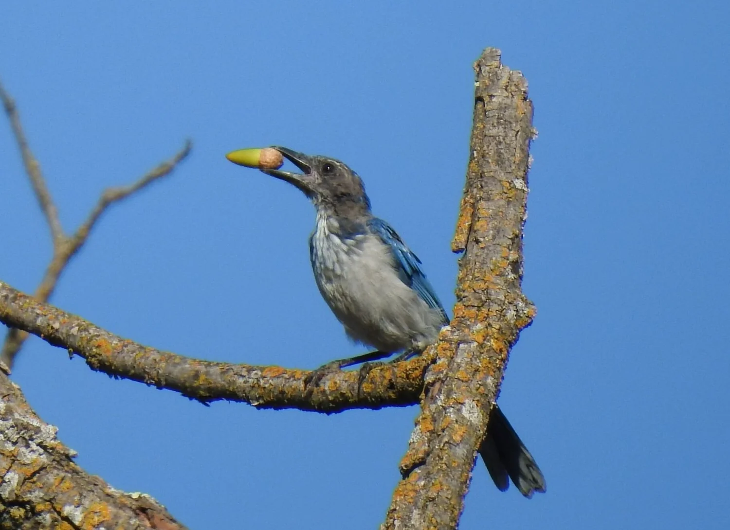 Meet the California Scrub-Jay — Sacramento Audubon Society