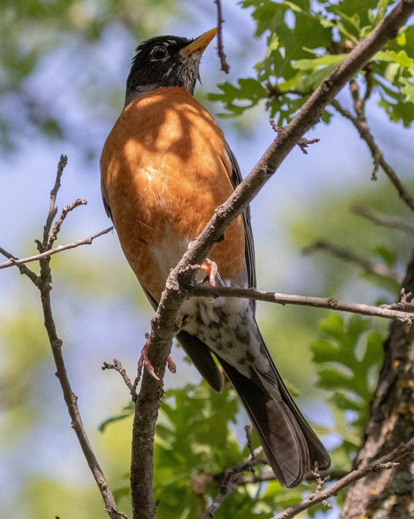 Meet the American Robin — Sacramento Audubon Society