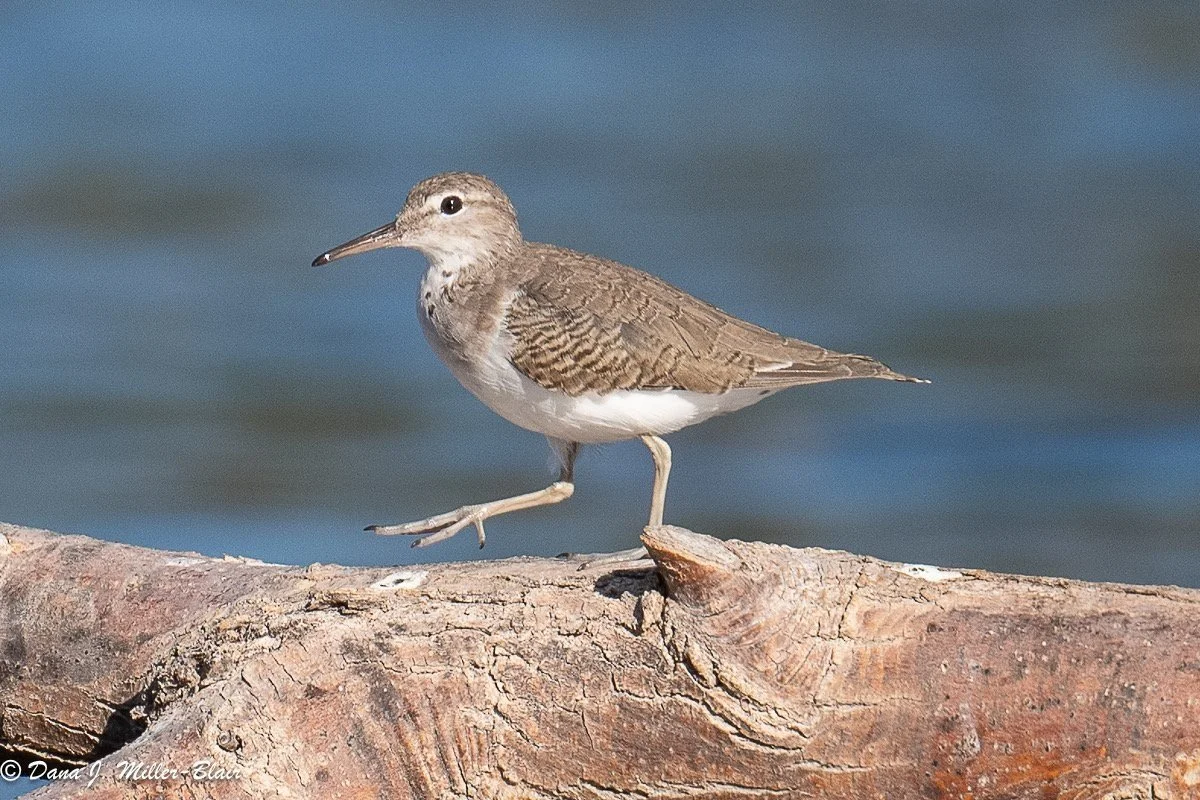 SAS Field Trip: Nimbus Fish Hatchery — Sacramento Audubon Society