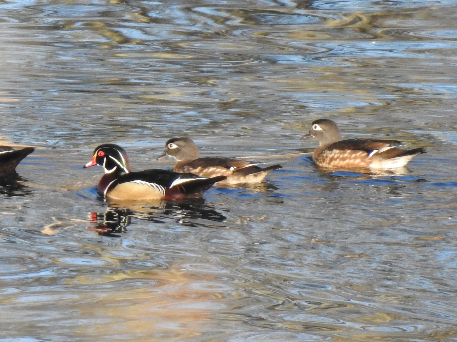 Meet the Wood Duck — Sacramento Audubon Society