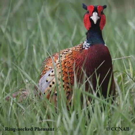 Meet the Ring-necked Pheasant — Sacramento Audubon Society