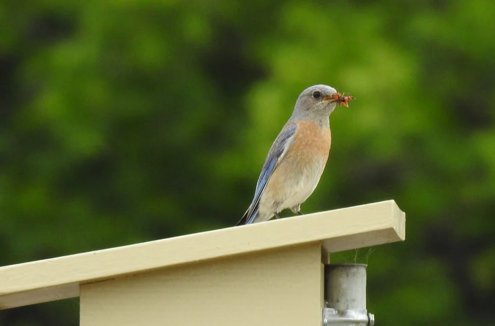 Meet the Western Bluebird — Sacramento Audubon Society