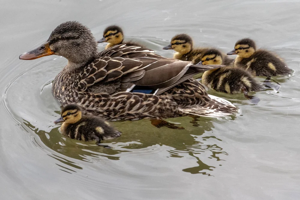 Pacific Flyway Conservation — Sacramento Audubon Society
