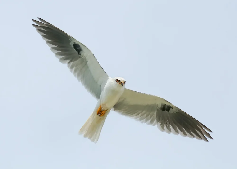 White Kite Bird