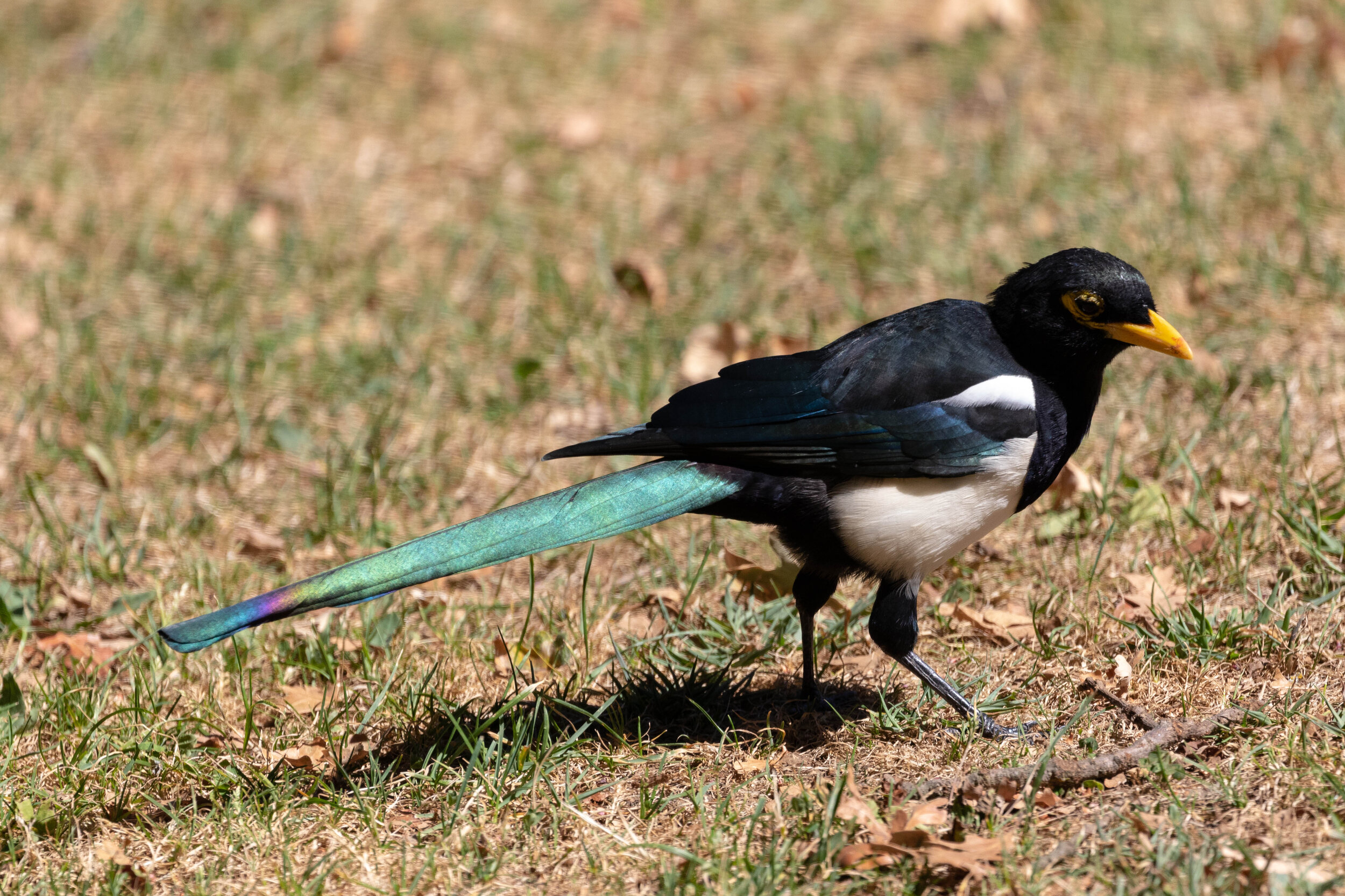 Yellow Billed Magpie American Crow
