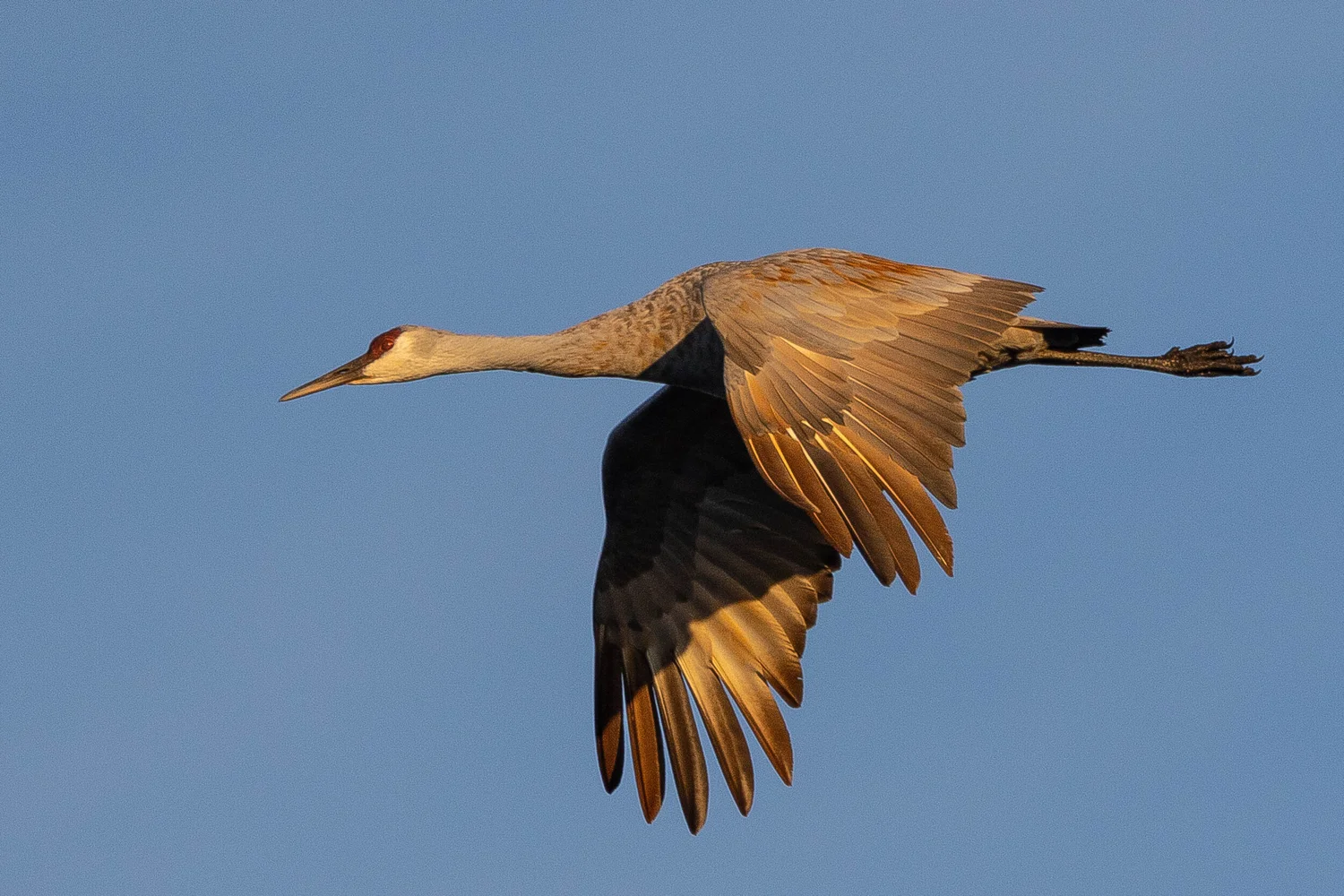 Guided Sandhill Crane Tour — Sacramento Audubon Society