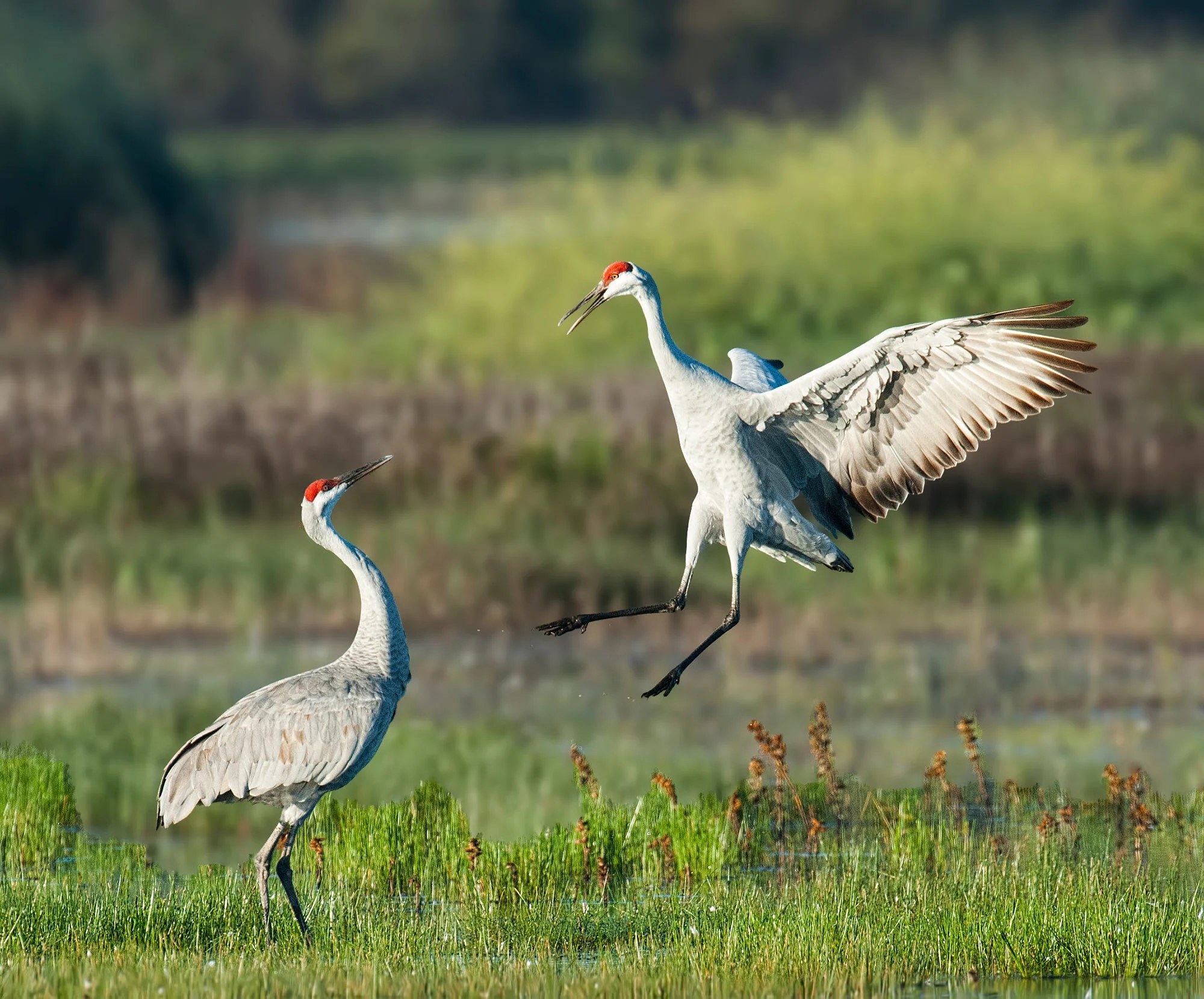 Sandhill Crane — Sacramento Audubon Society