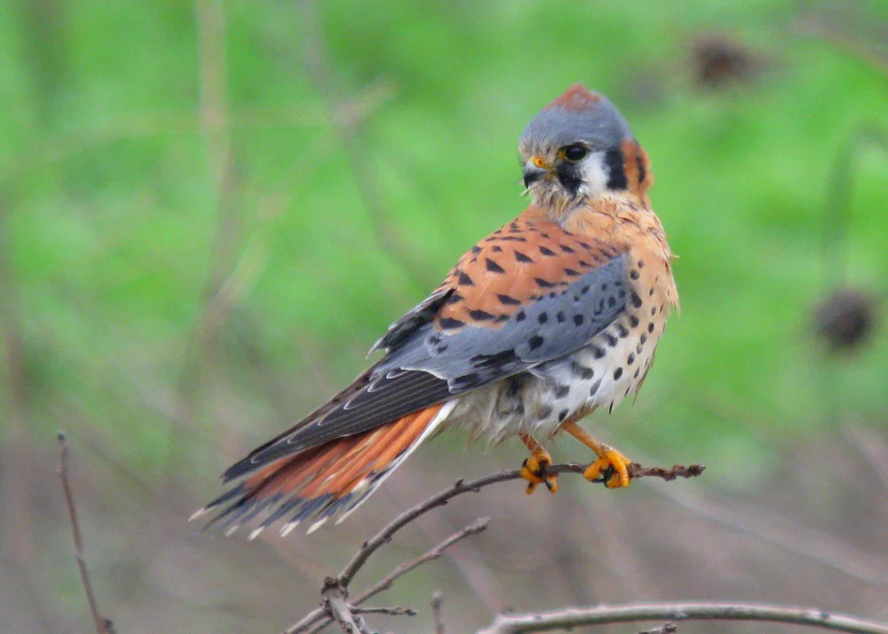 American Kestrel Male
