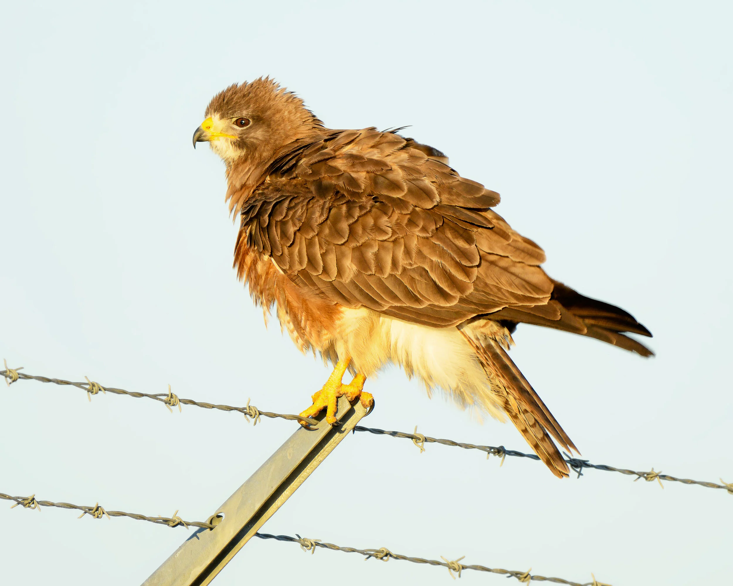 Swainson's Hawk — Sacramento Audubon Society